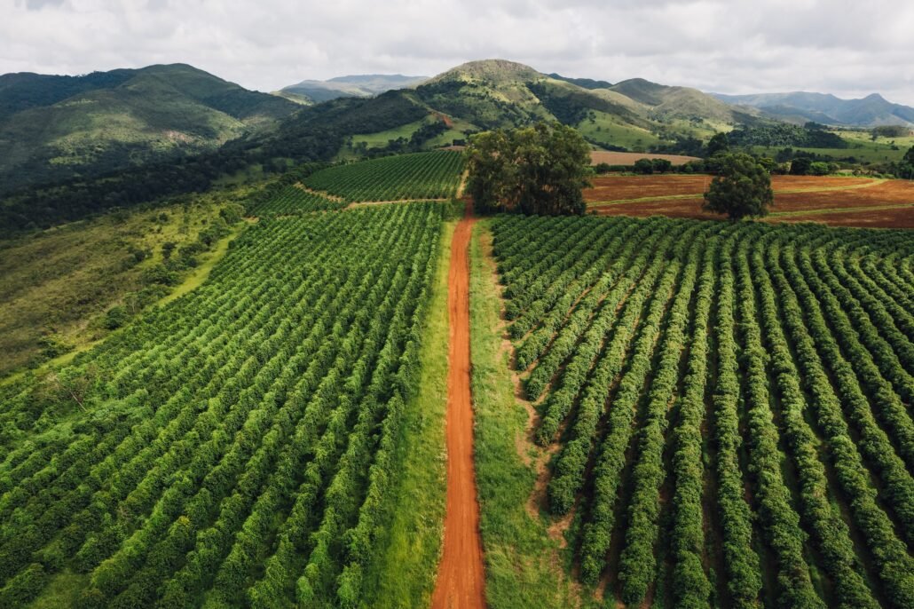 Brazil mapping shows coffee deforestation the size of Honduras - New ...