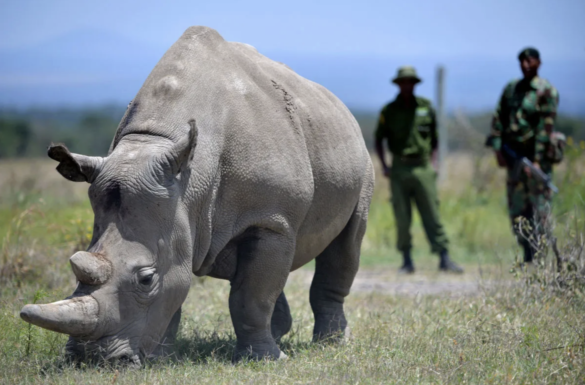 Tragic Loss at Ol Pejeta Conservancy: Najin, One of the World’s Last ...